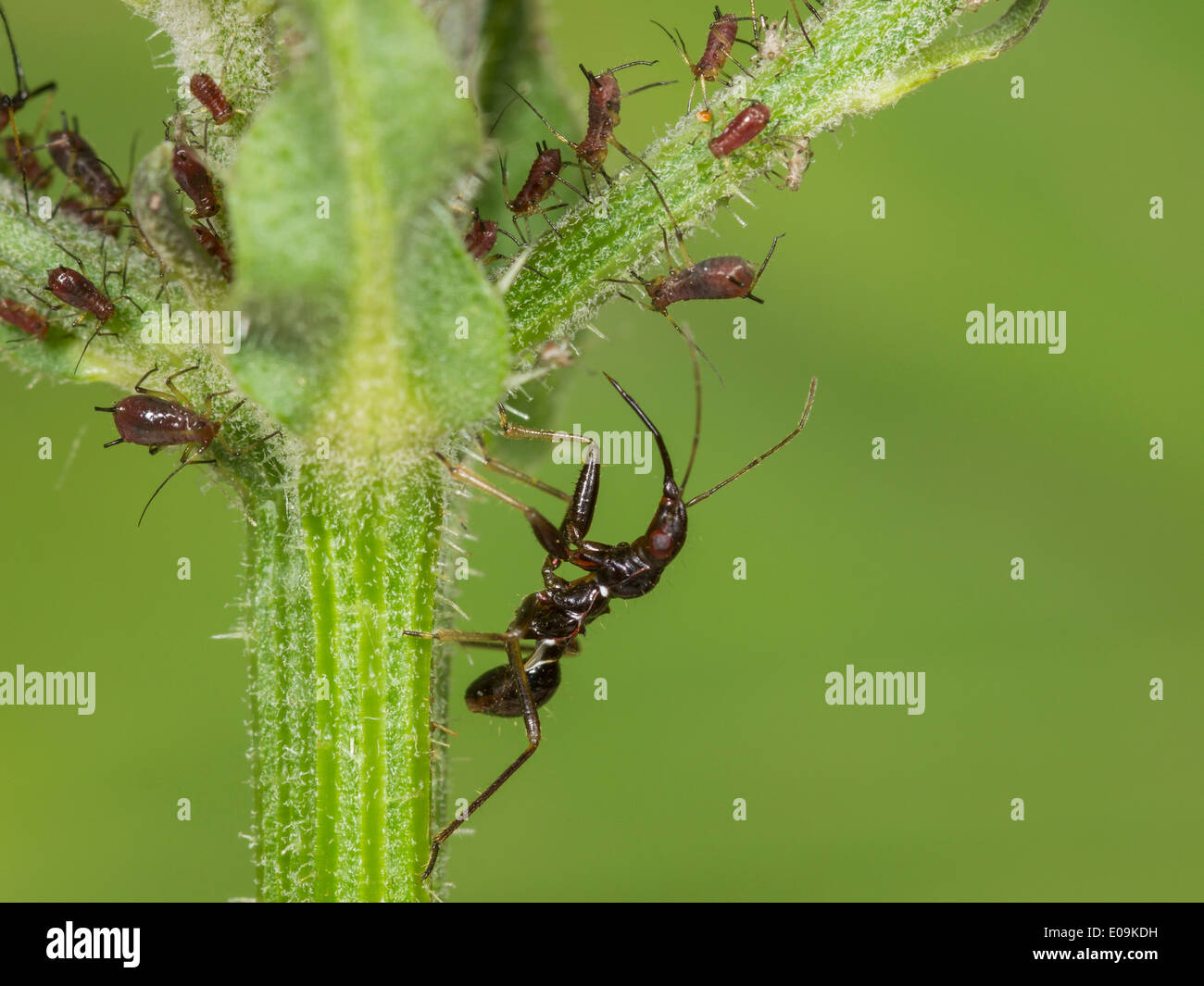 Hunting for lice hi-res stock photography and images - Alamy
