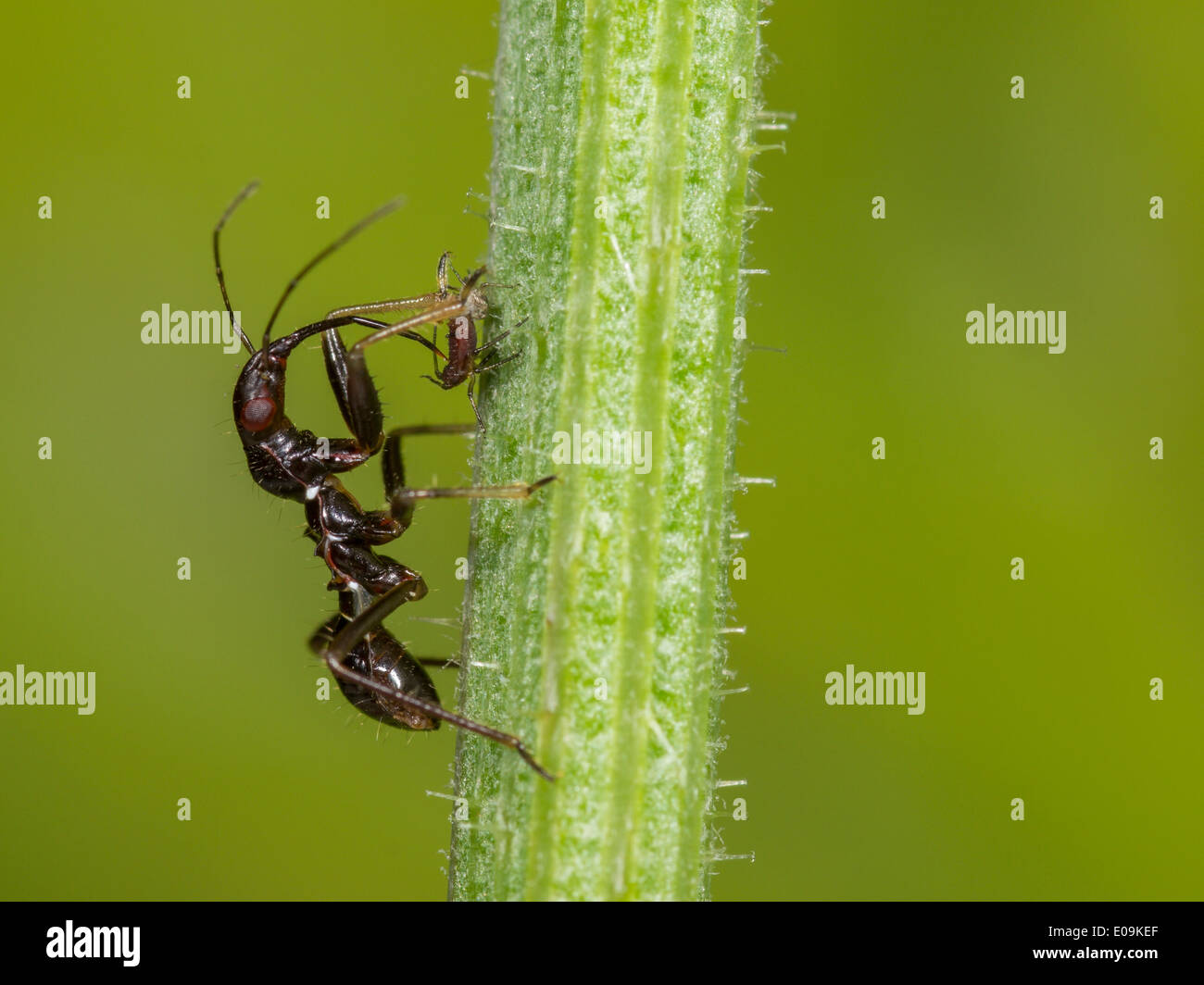 old nymph of himacerus mirmicoides on hawksbeard (crepis) hunting for ...