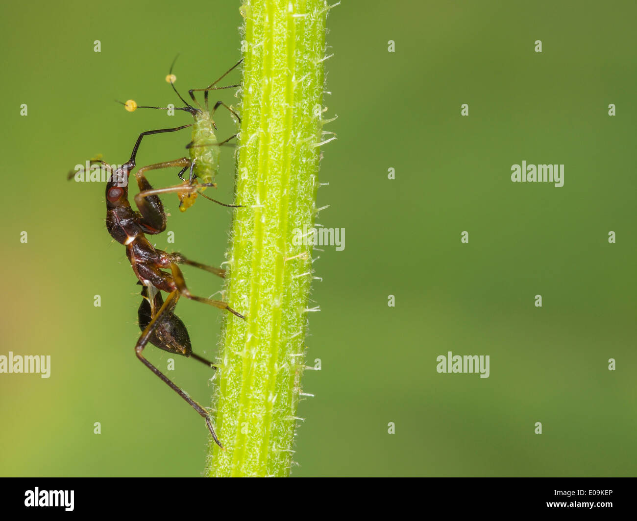 Hunting for lice hi-res stock photography and images - Alamy