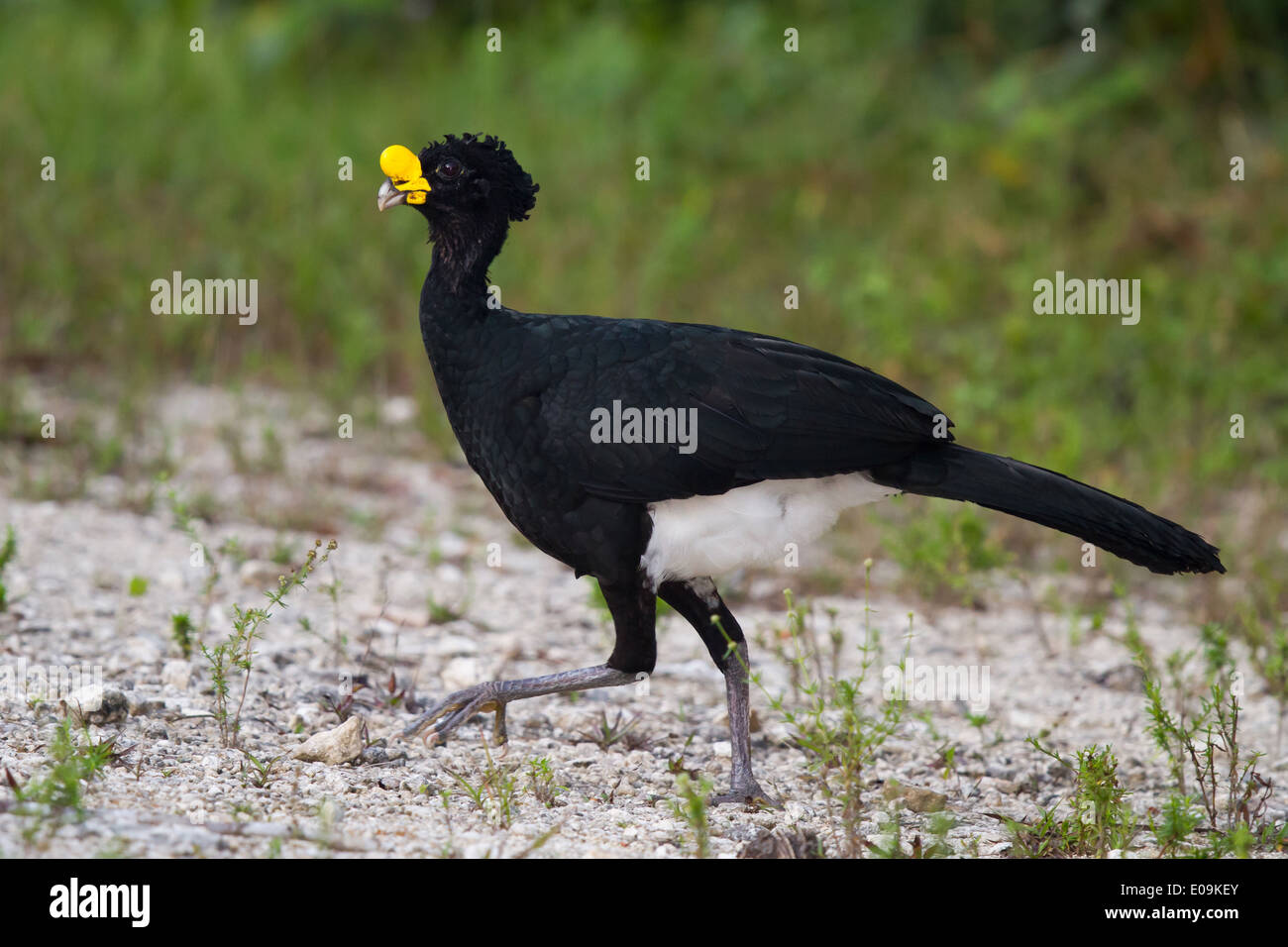 Great Curassow (Crax rubra Stock Photo - Alamy