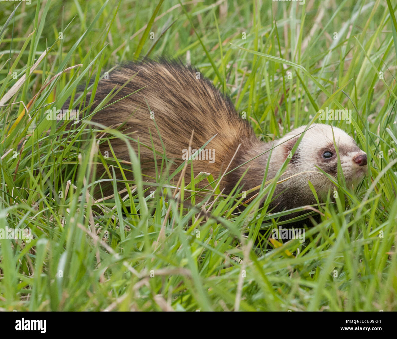 Pole cat hi-res stock photography and images - Alamy