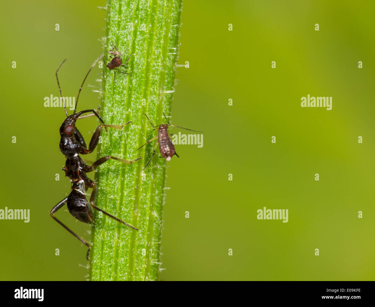 old nymph of himacerus mirmicoides on hawksbeard (crepis) hunting for ...