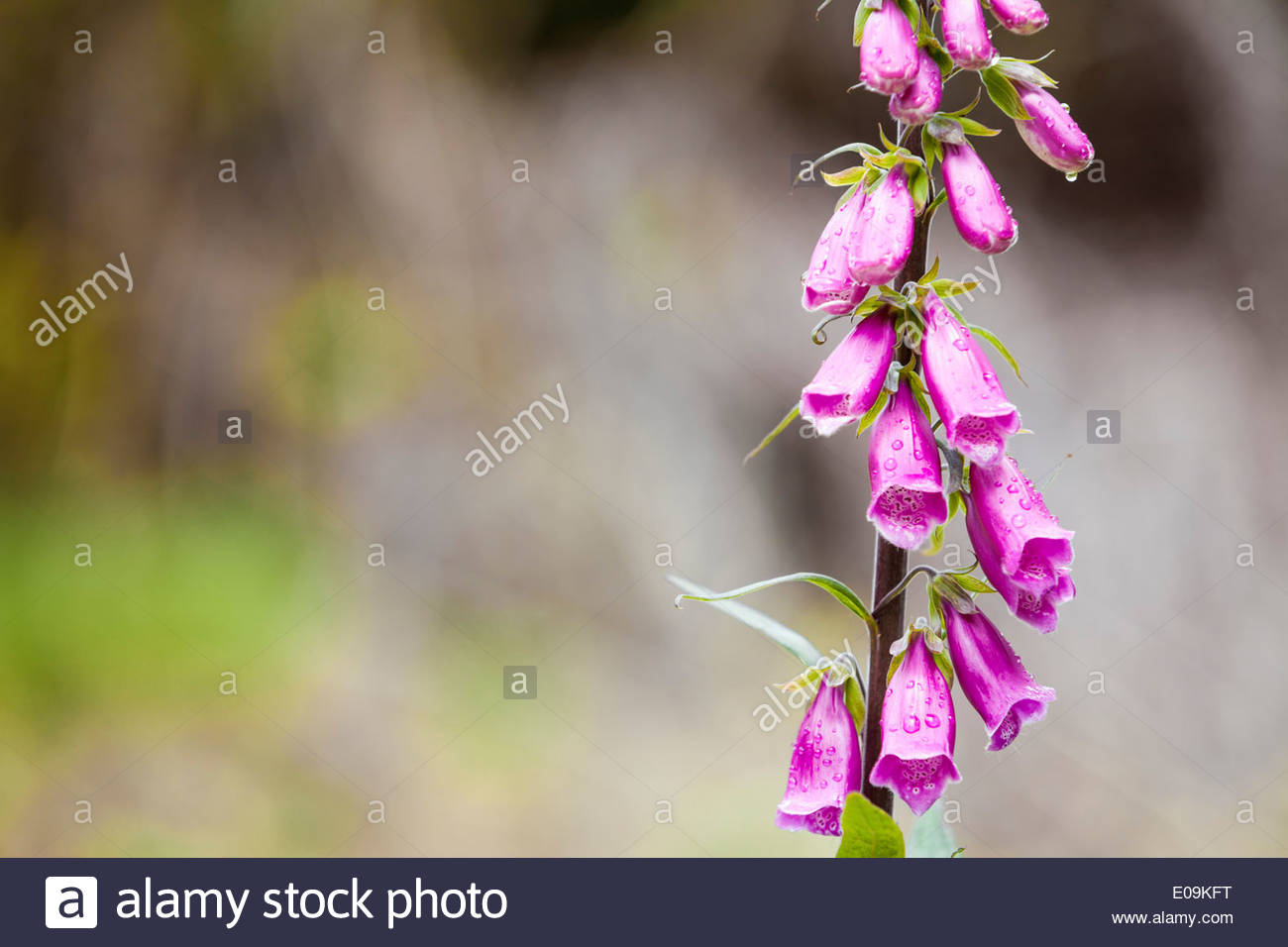 Pink Bell Flowers Stock Photos & Pink Bell Flowers Stock Images - Alamy