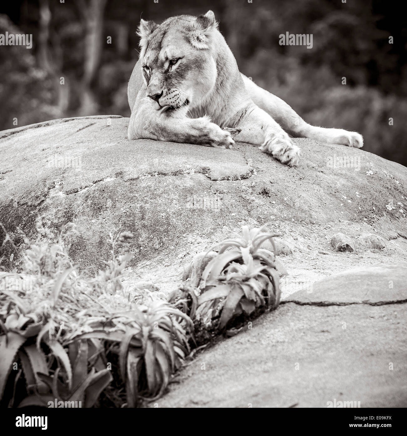New Zealand, Wellington, Wellington Zoo, lioness (Panthera leo) lying ...
