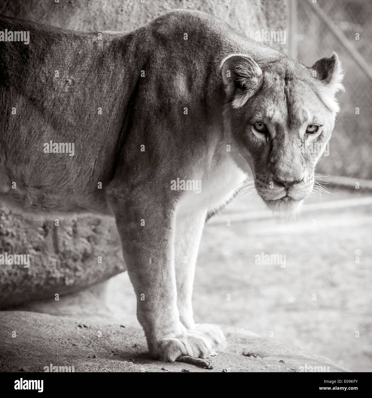 New Zealand, Wellington, Wellington Zoo, portrait of lioness (Panthera ...