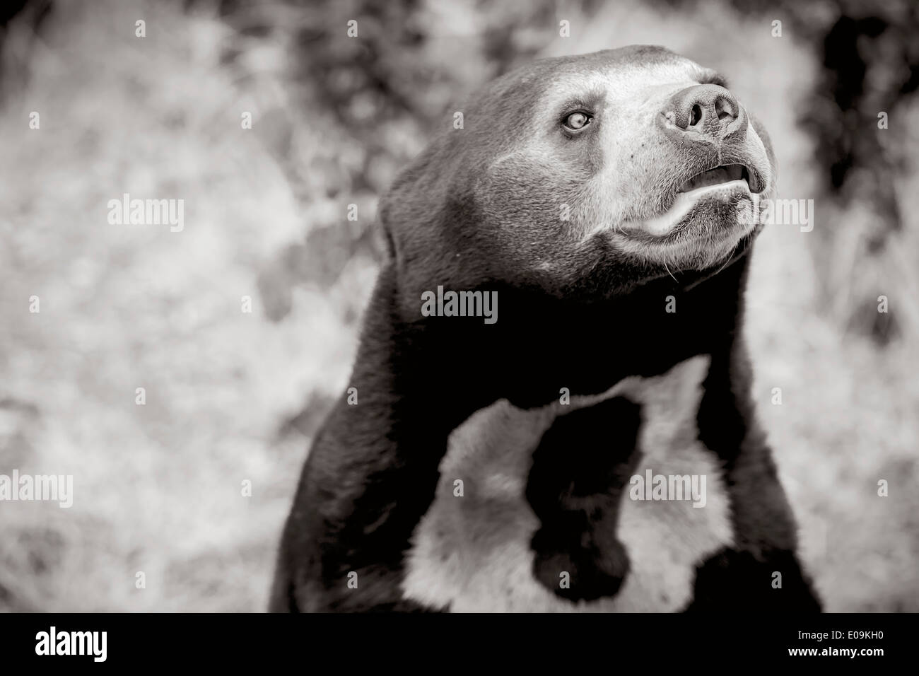 New Zealand, Wellington, Wellington Zoo, portrait of sun bear ...