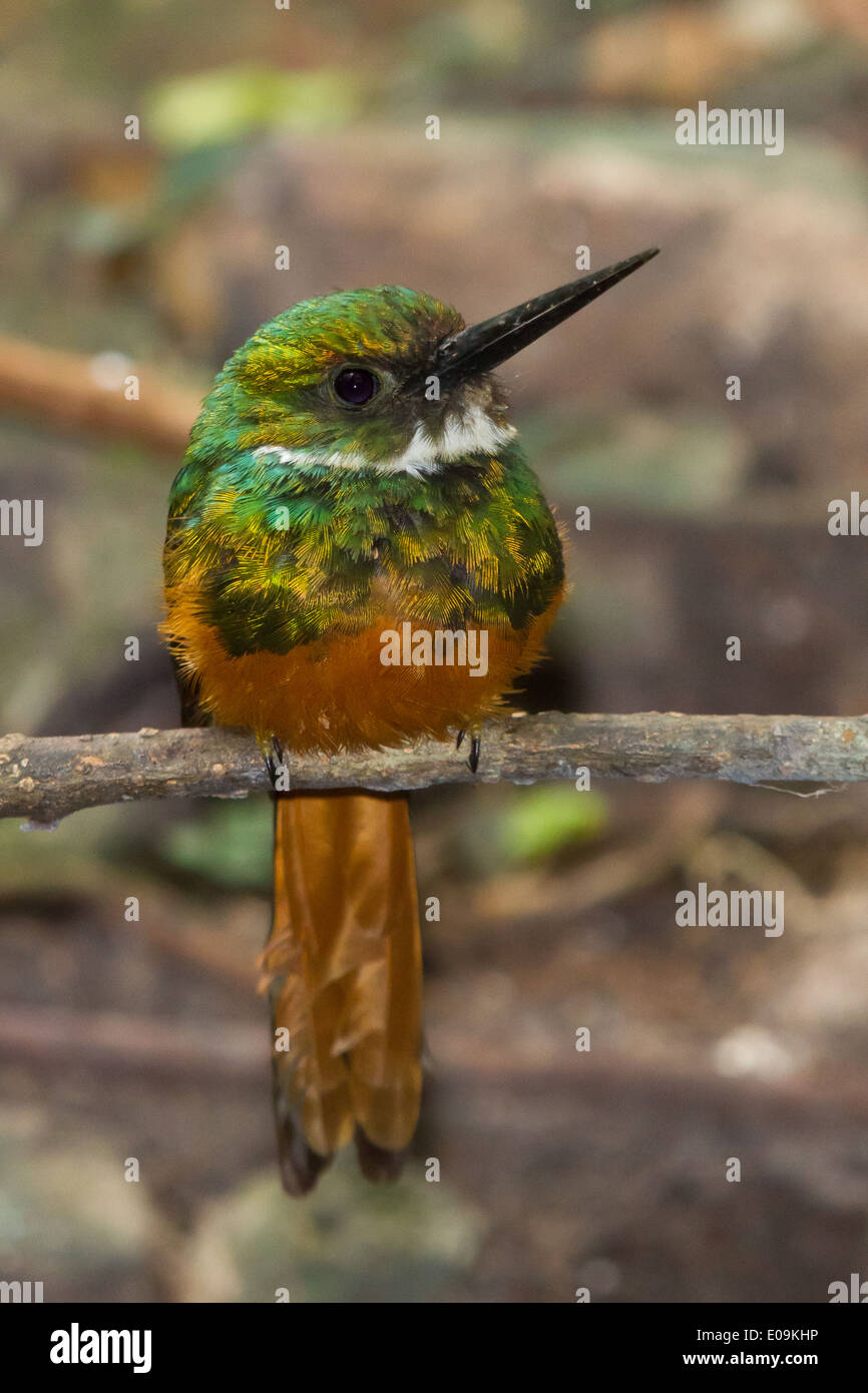 Jacamar hi-res stock photography and images - Alamy