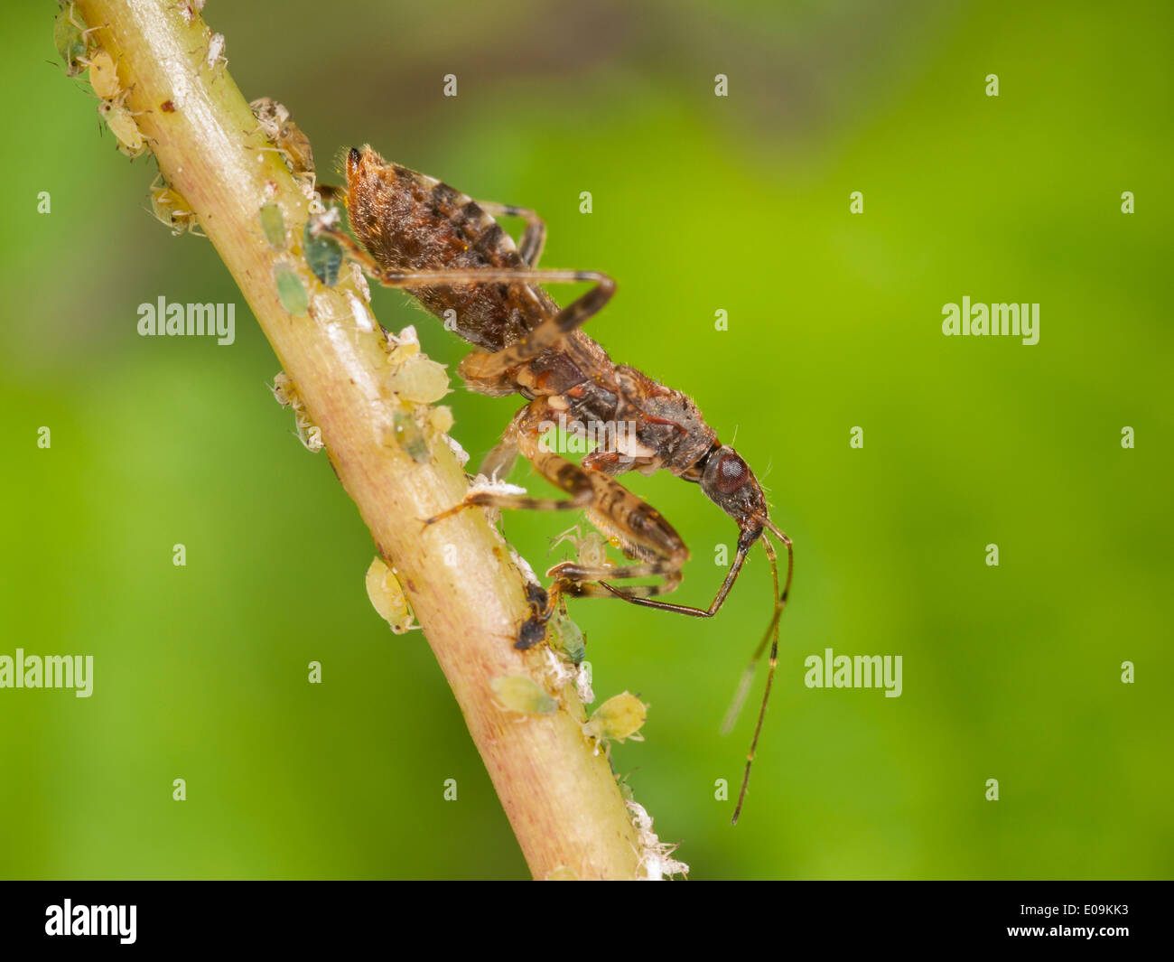 female of himacerus mirmicoides eating aphididae Stock Photo - Alamy