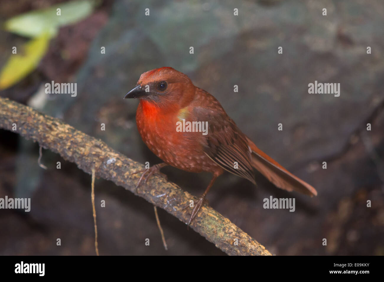 Red-throated Ant-tanager (Habia fuscicauda Stock Photo - Alamy