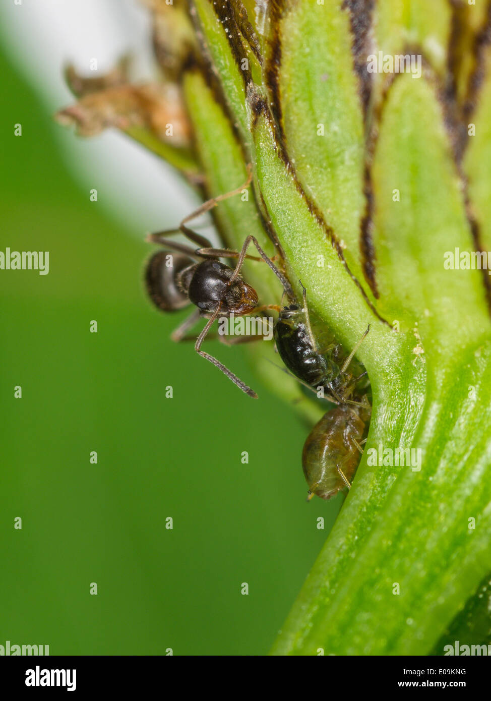Ants milking lice hi-res stock photography and images - Alamy
