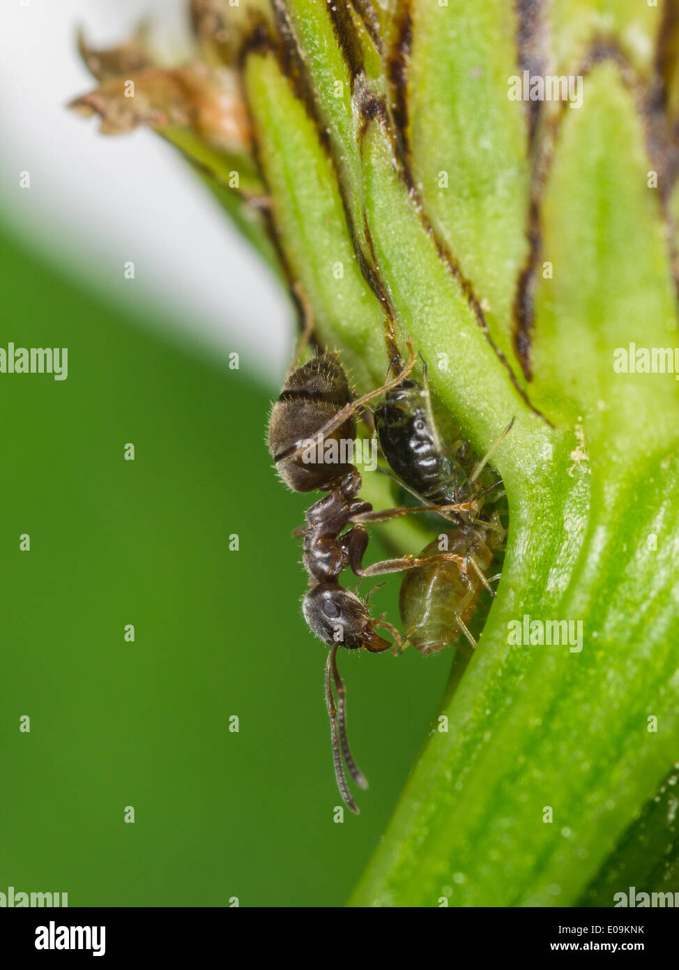 Ants milking lice hi-res stock photography and images - Alamy