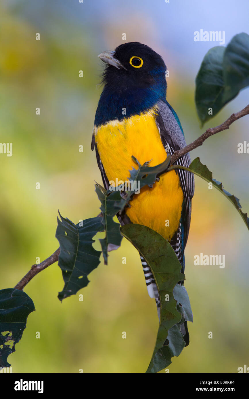 Violaceus hi-res stock photography and images - Alamy