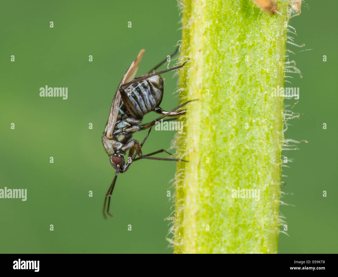 Female insect with eggs hi-res stock photography and images - Alamy