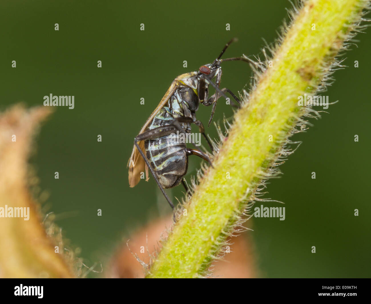Egg lay insect hi-res stock photography and images - Alamy