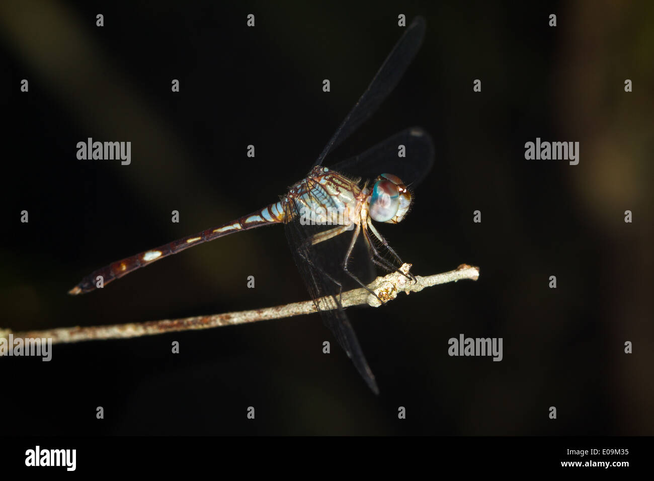 Dragonfly (Aeshna sp) at rest, La Milpa, Belize Stock Photo - Alamy