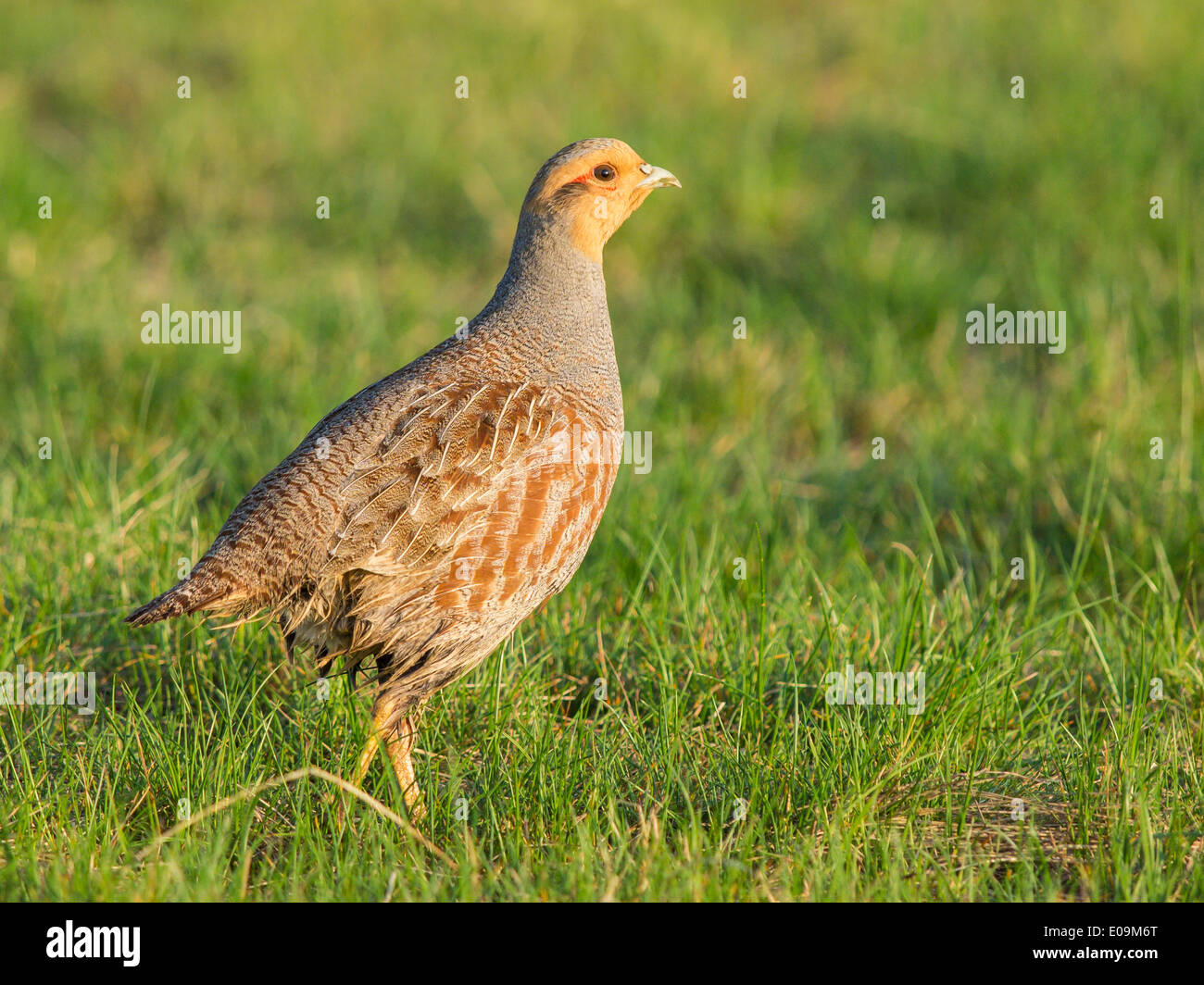 Hunting partridges hi-res stock photography and images - Alamy