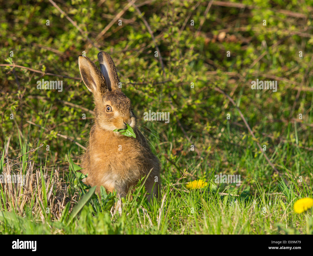 Very young hares hi-res stock photography and images - Alamy