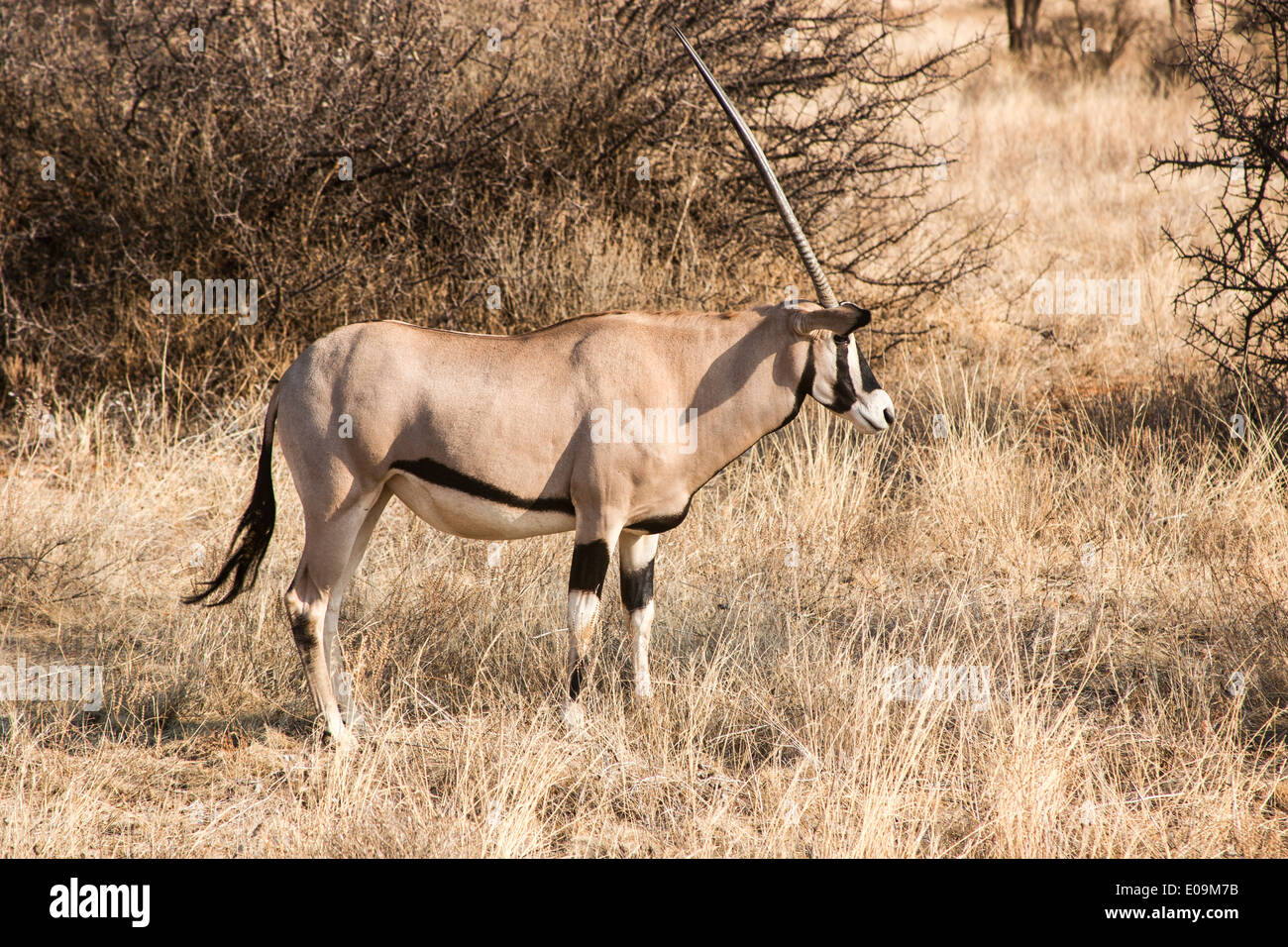 Male East African Oryx (Oryx beisa) also known as the beisa ...
