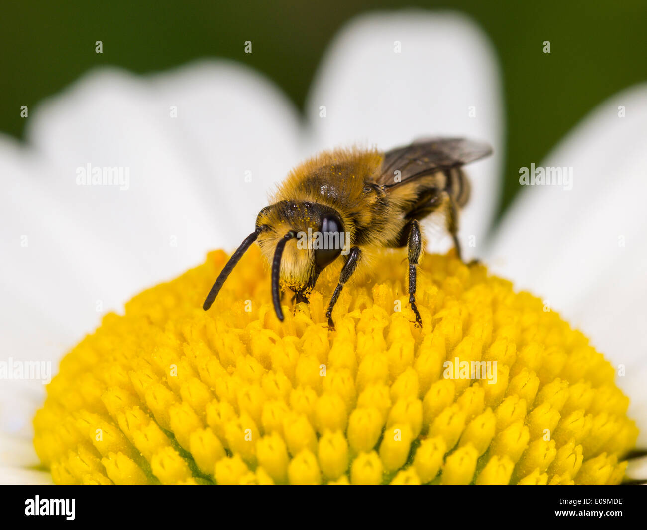 plasterer bee (colletes similis) on oxeye daisy (leucanthemum vulgare ...
