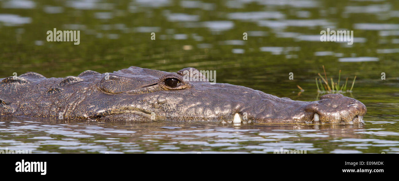 Morelet's Crocodile (Crocodylus moreletii Stock Photo - Alamy