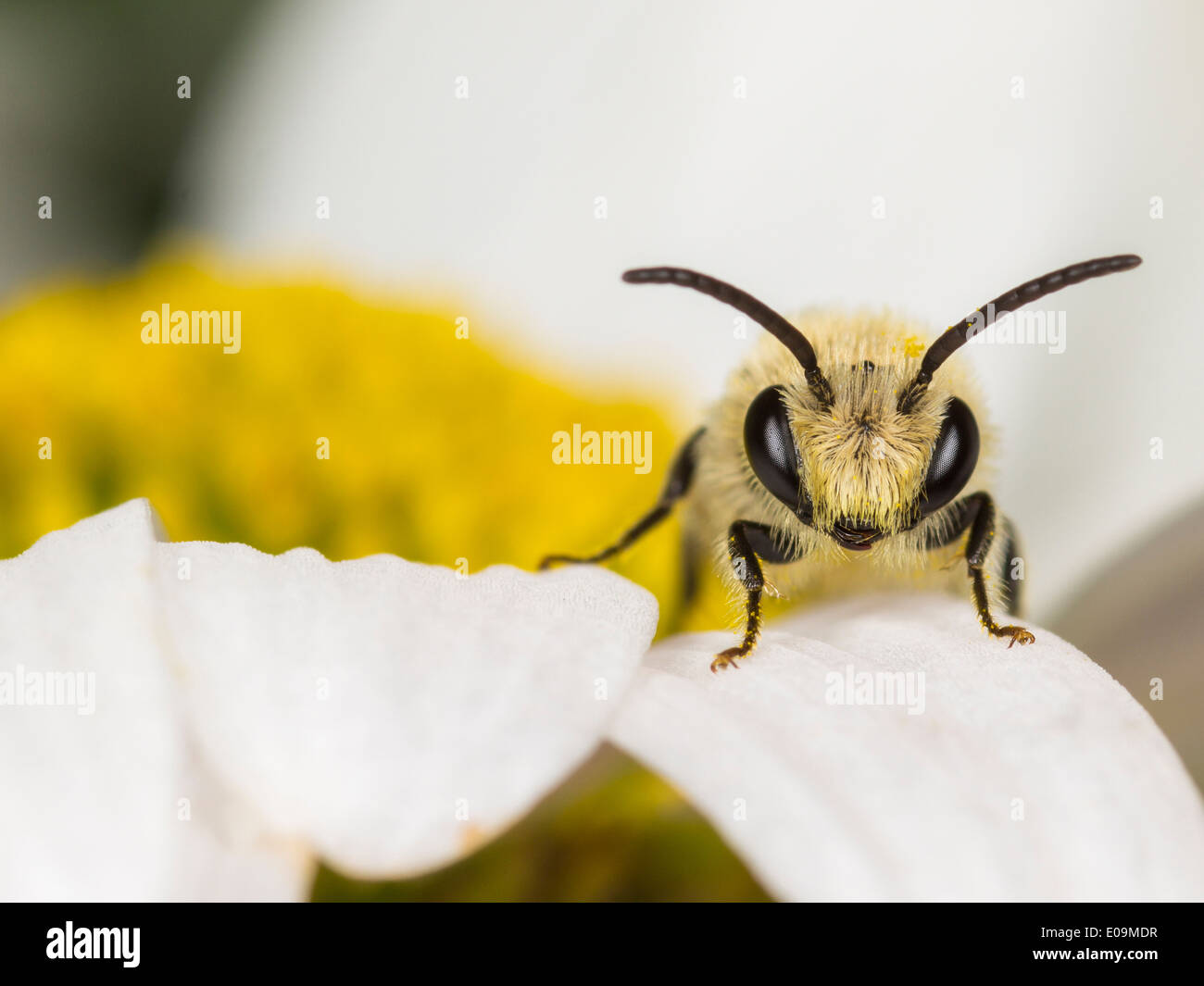 plasterer bee (colletes similis) on oxeye daisy (leucanthemum vulgare ...