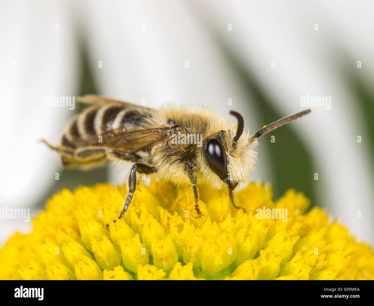 On oxeye daisy leucanthemum vulgare hi-res stock photography and images ...