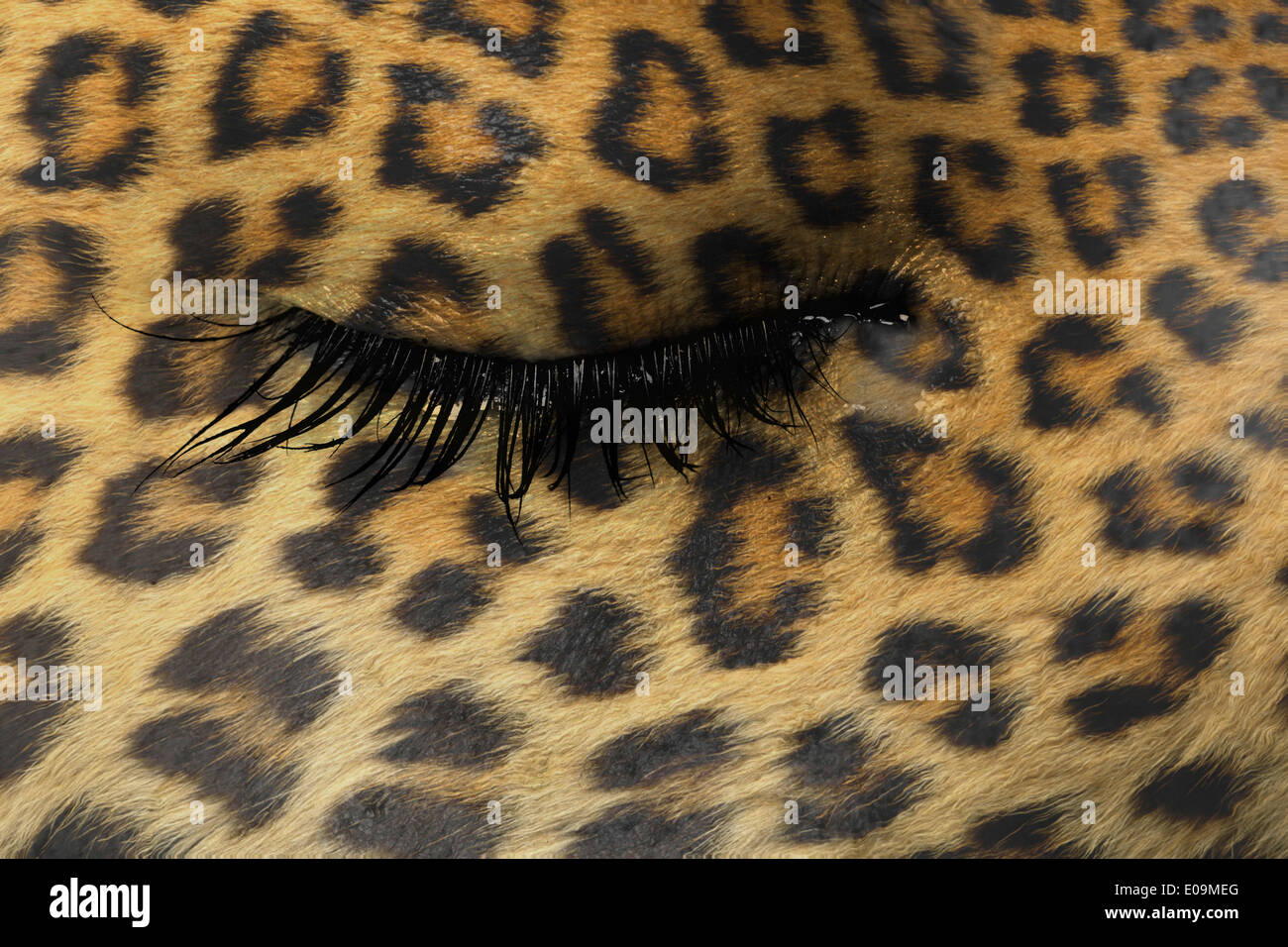Leopard pattern hi-res stock photography and images - Alamy