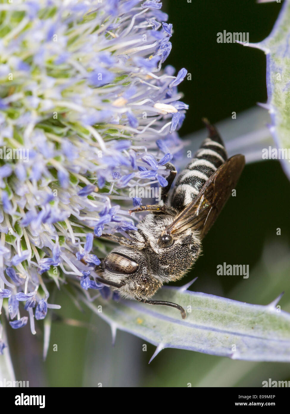 coelioxys conoidea on flat sea holly (eryngium planum), female Stock ...