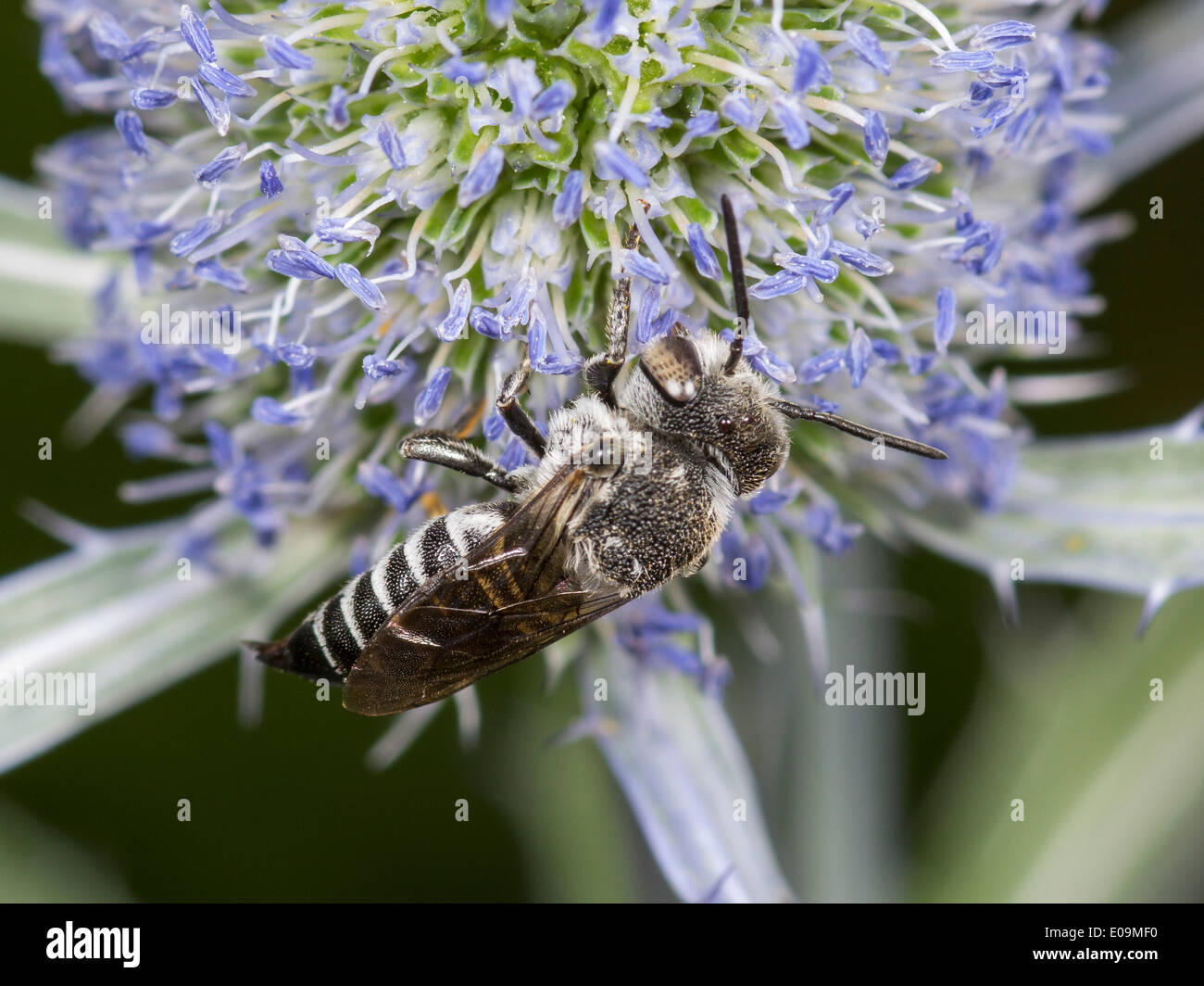 Female holly flower hi-res stock photography and images - Alamy