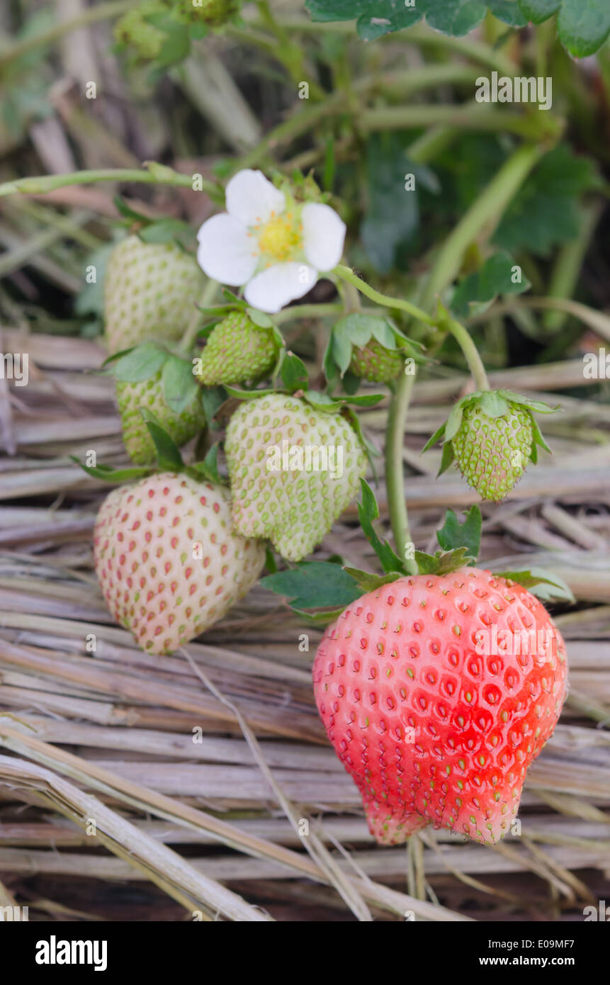 Strawberry plants already ripe to harvest Stock Photo - Alamy
