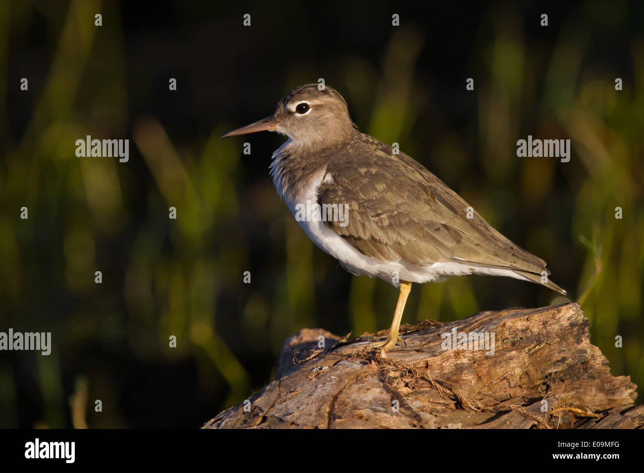 Spotted Sandpiper (Actitis macularia Stock Photo - Alamy