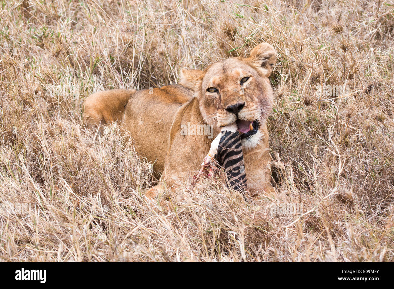 Lioness hunt zebra hi-res stock photography and images - Alamy