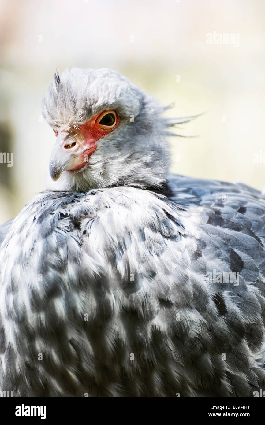 Crested screamer anseriformes hi-res stock photography and images - Alamy