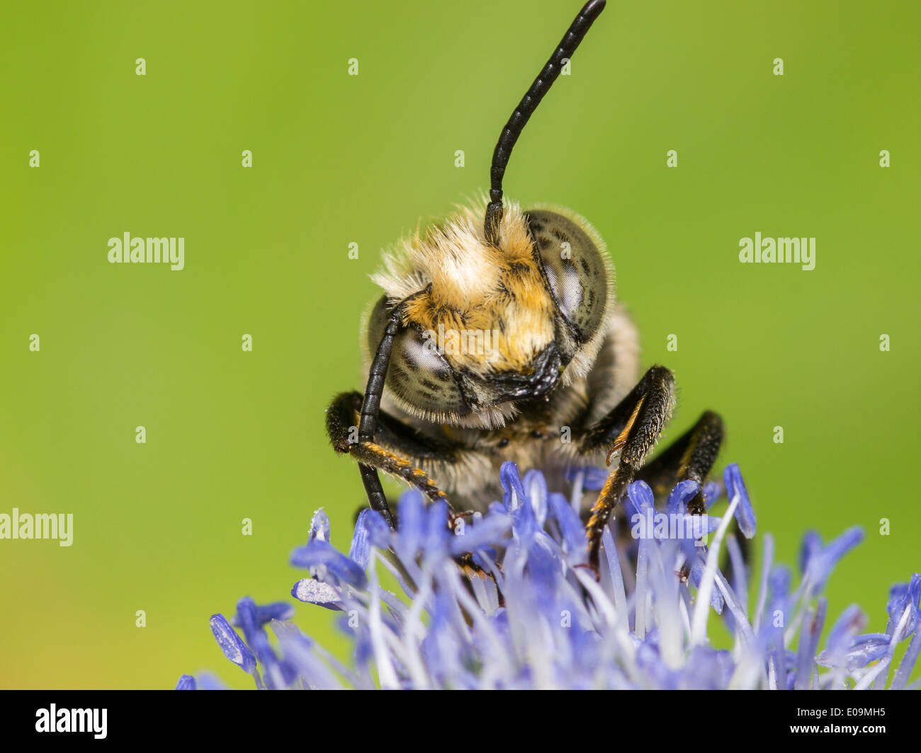 coelioxys conoidea on flat sea holly (eryngium planum), male Stock ...