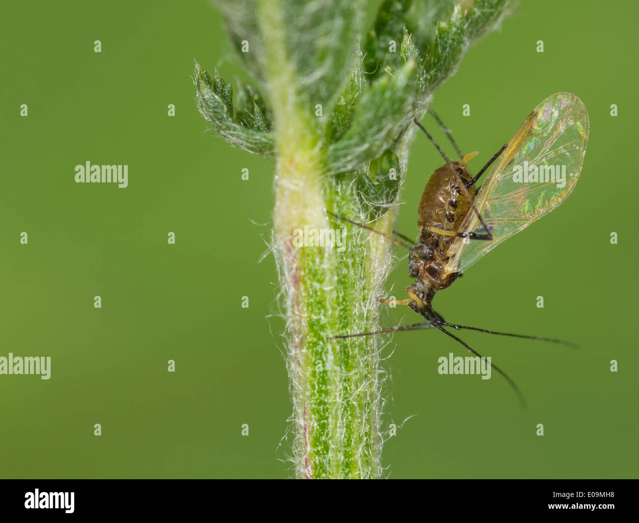 winged aphid on common yarrow (achillea millefolium Stock Photo - Alamy