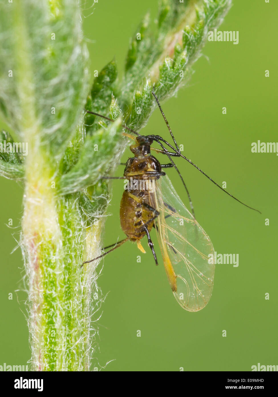Winged aphid hi-res stock photography and images - Alamy