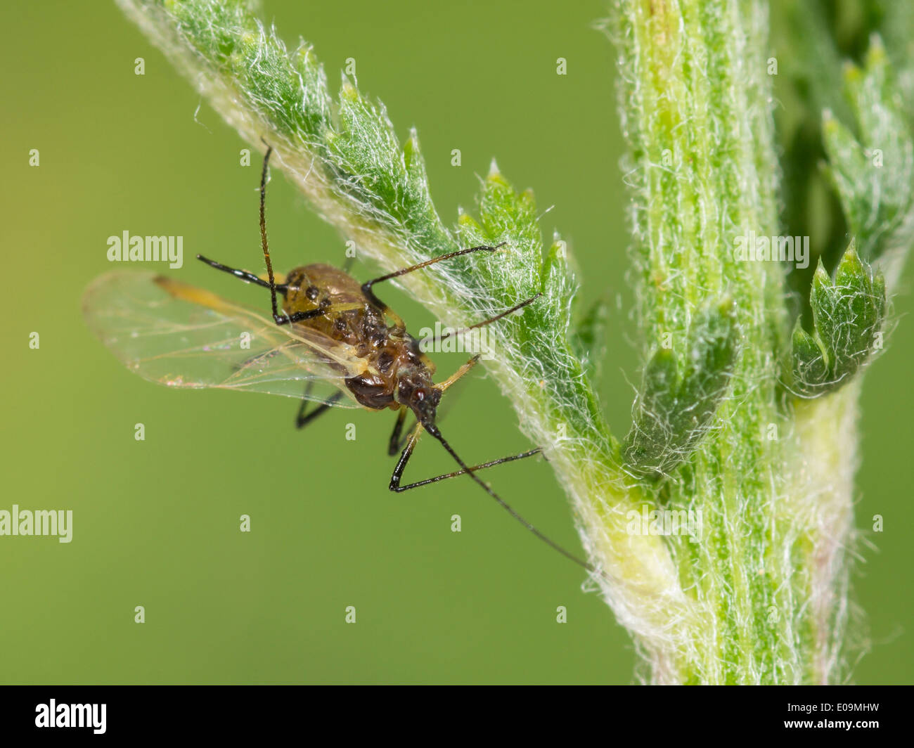 winged aphid on common yarrow (achillea millefolium Stock Photo - Alamy