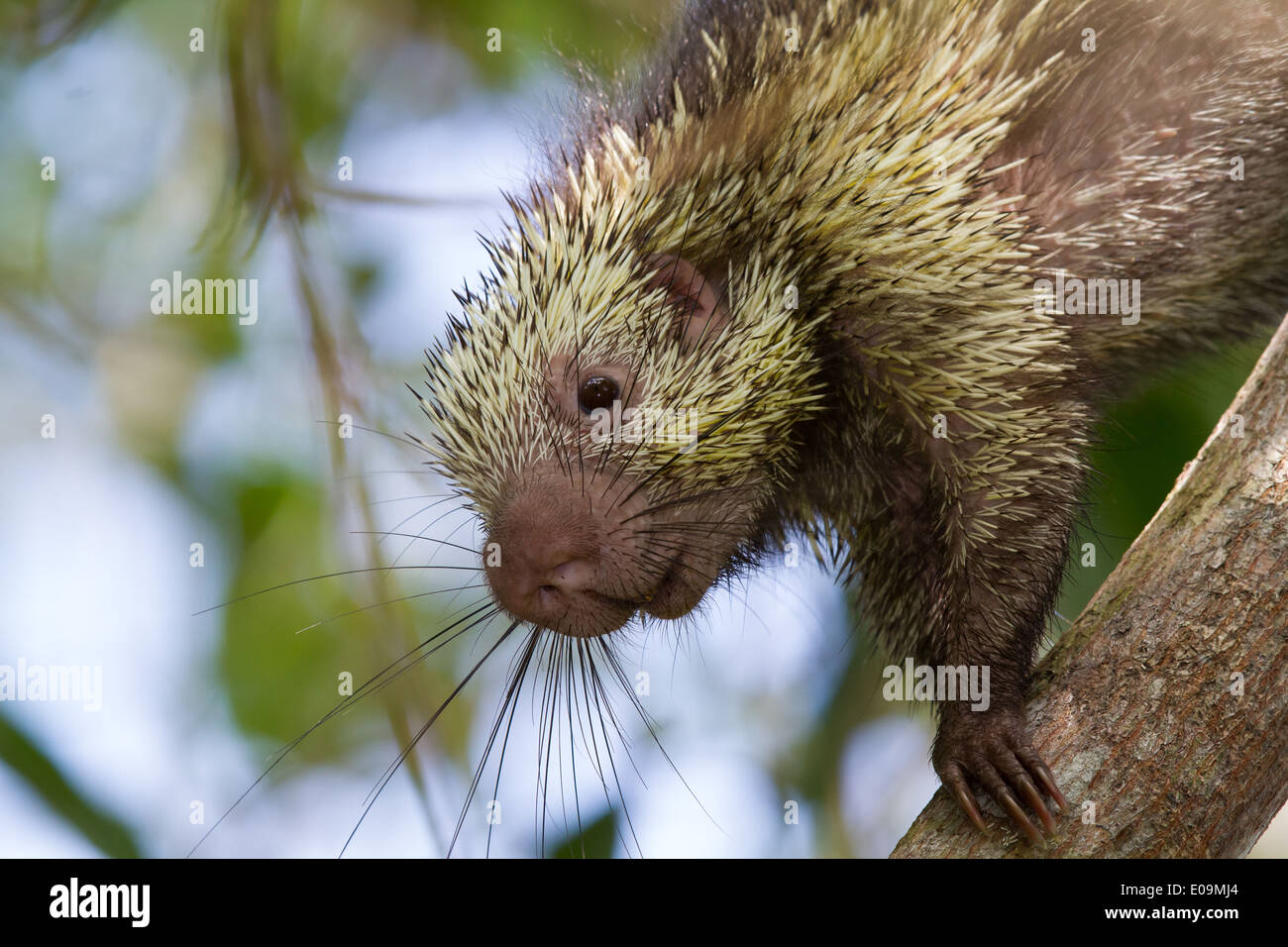 Sphiggurus mexicanus hi-res stock photography and images - Alamy