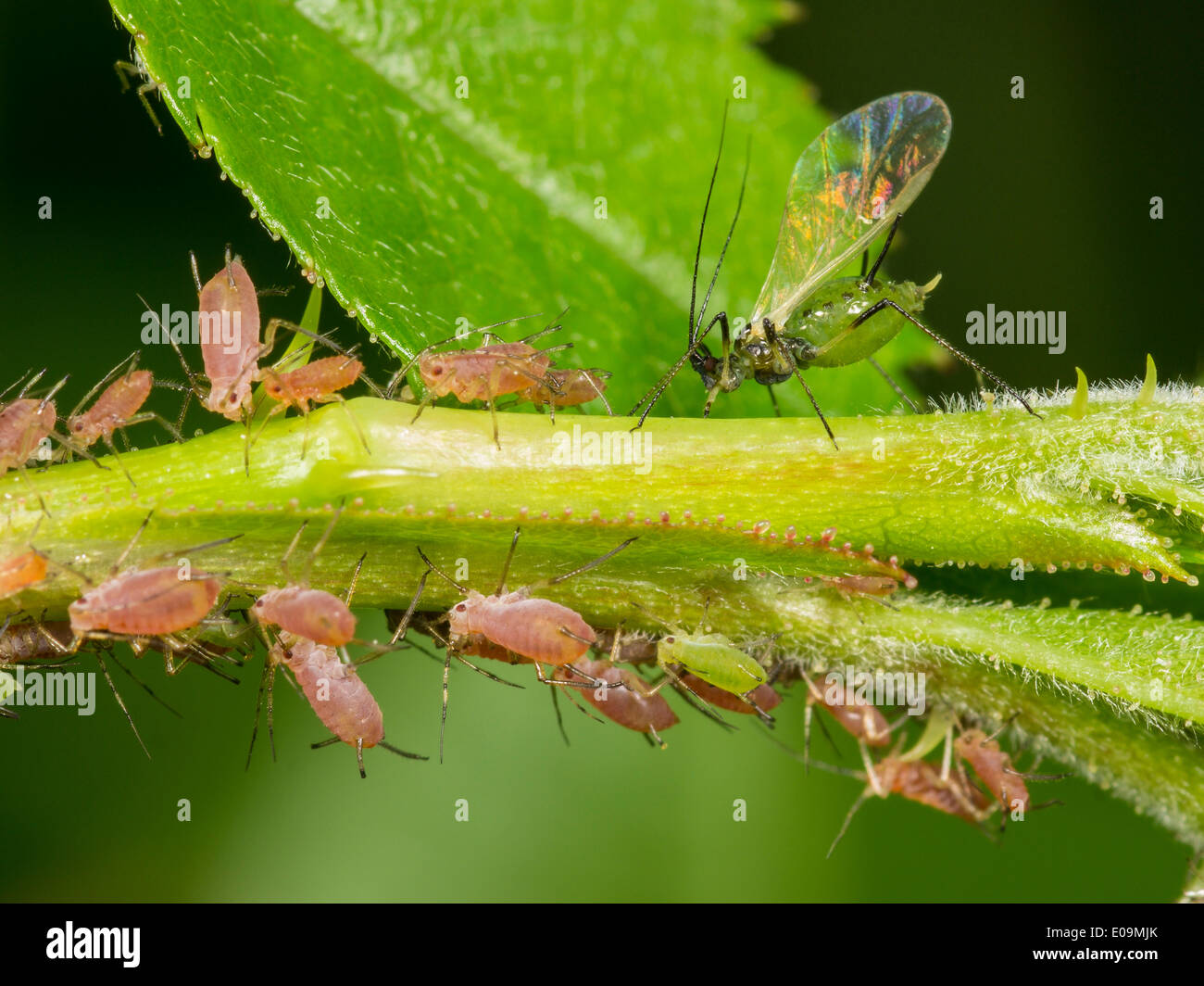 Winged aphids hi-res stock photography and images - Alamy