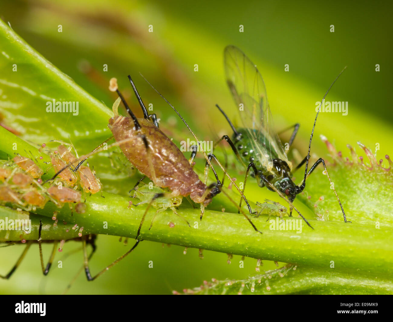Winged aphid hi-res stock photography and images - Alamy