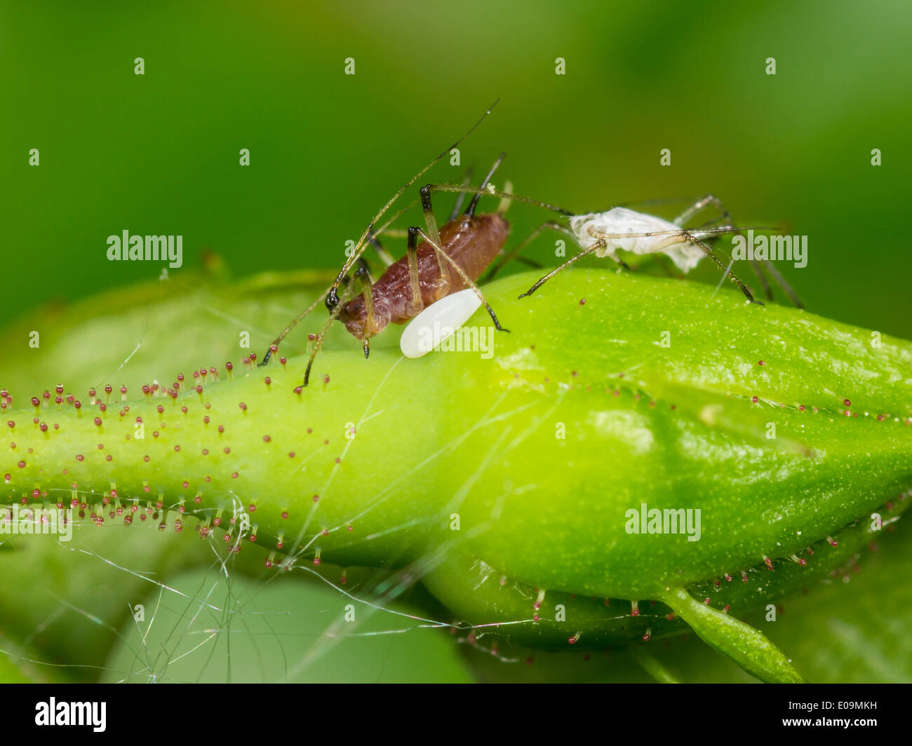 Eggs aphid hi-res stock photography and images - Alamy