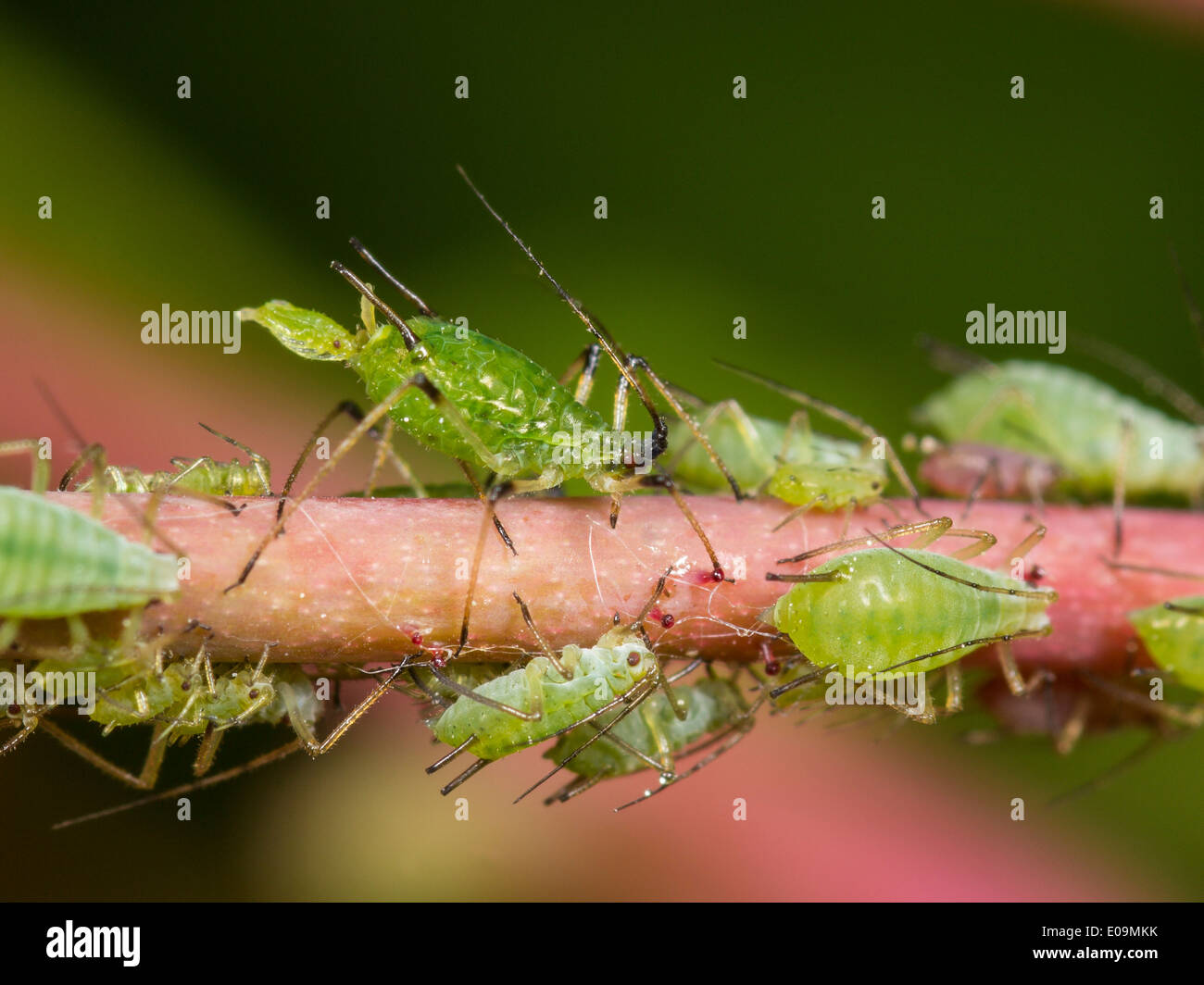Aphids on rose hi-res stock photography and images - Alamy