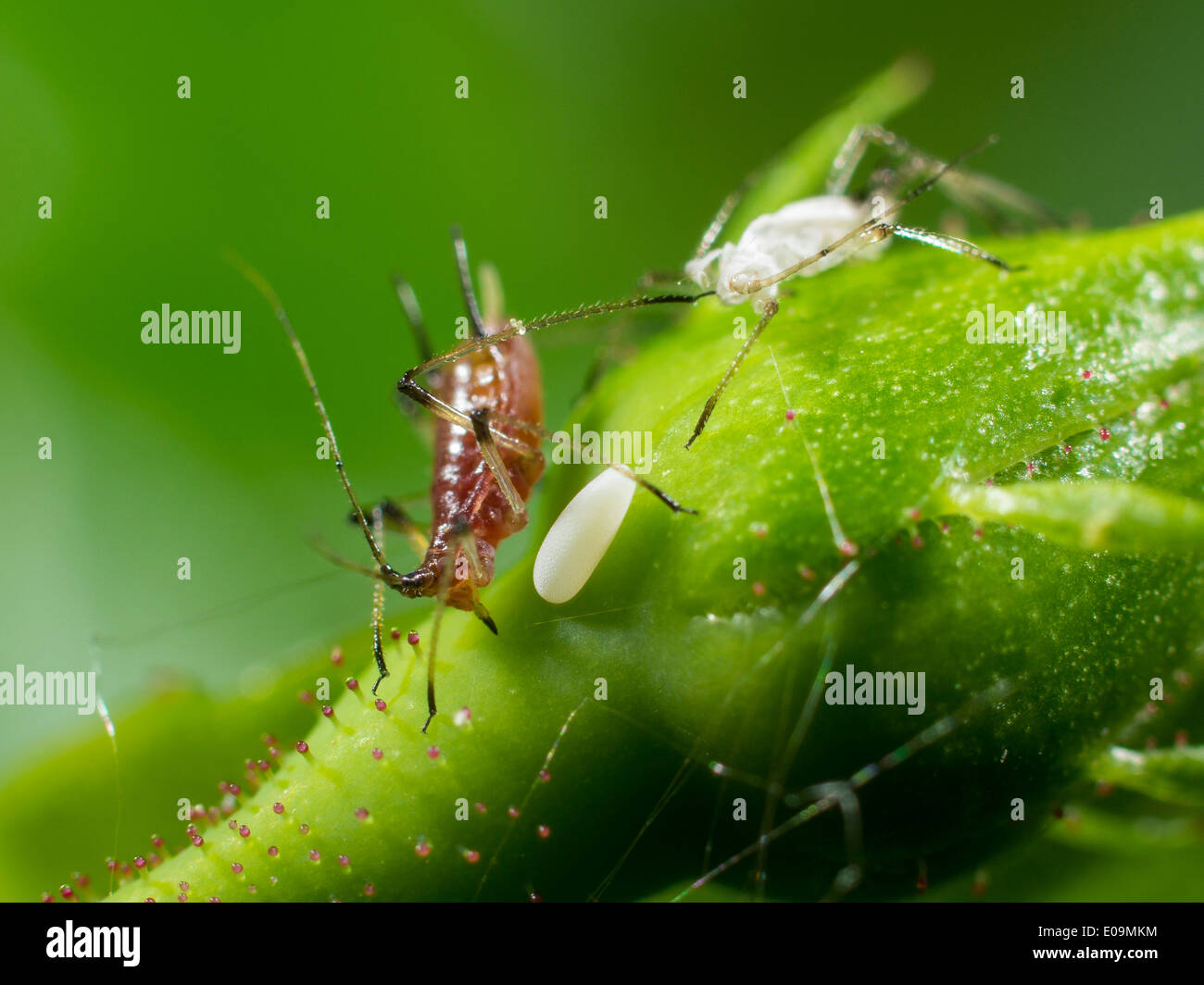 Aphid egg hi-res stock photography and images - Alamy
