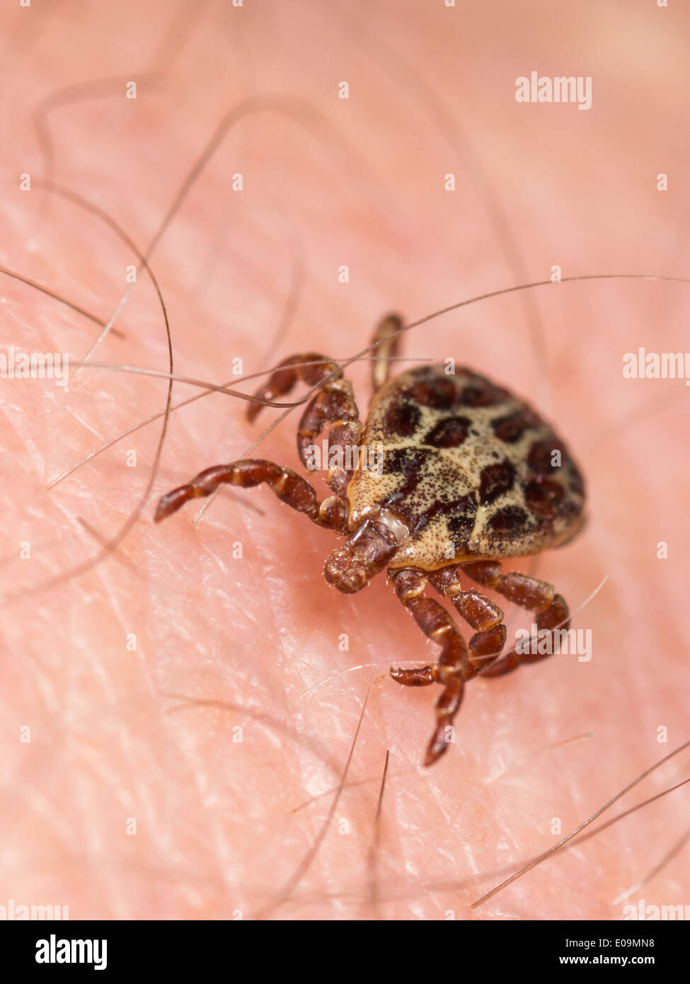 marsh tick, dermacentor reticulatus, male Stock Photo - Alamy