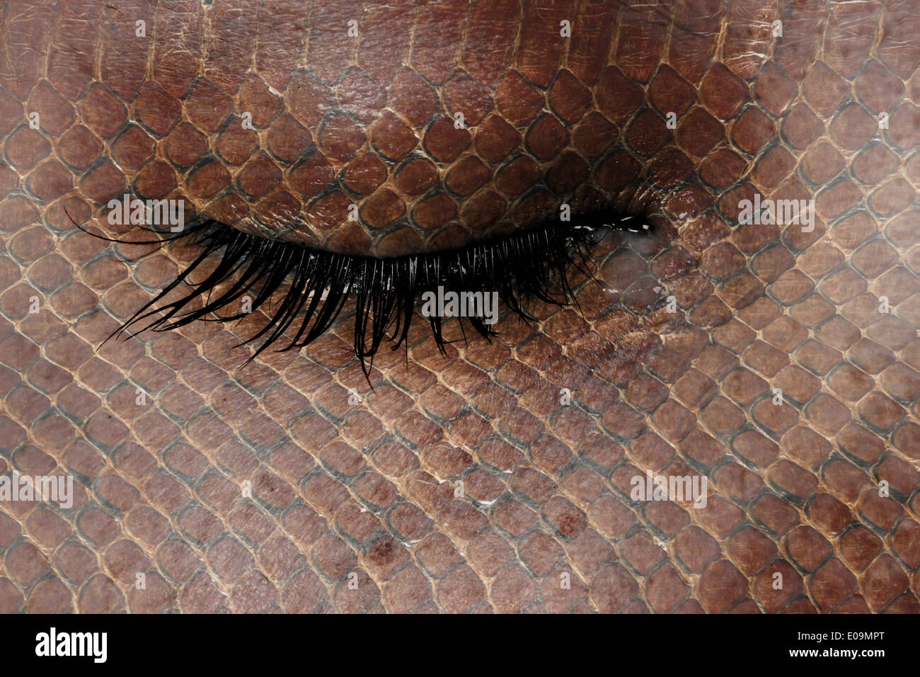 Snake eye close hi-res stock photography and images - Alamy