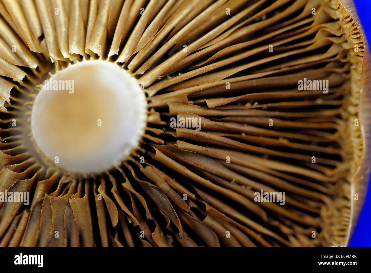 Variety of mushroom species hi-res stock photography and images - Alamy