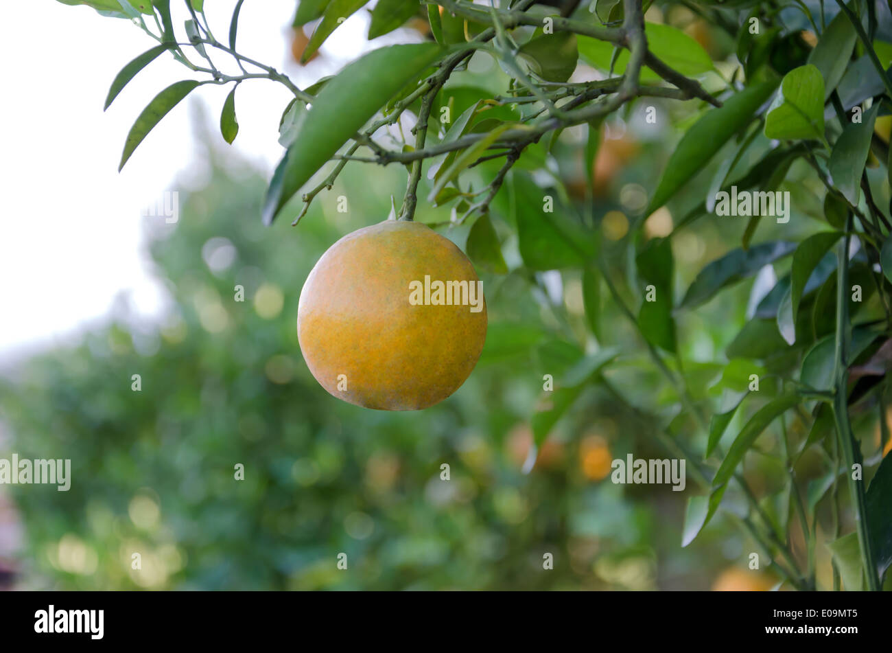 branch orange tree fruits with green leaves in sunlight Stock Photo - Alamy