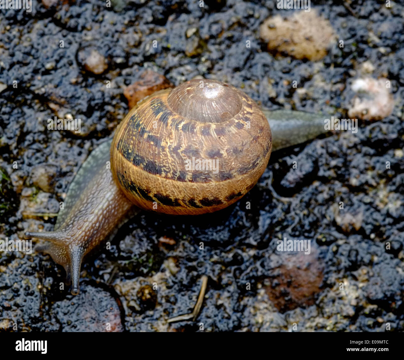 A common garden snail moving across a garden path after a period of ...