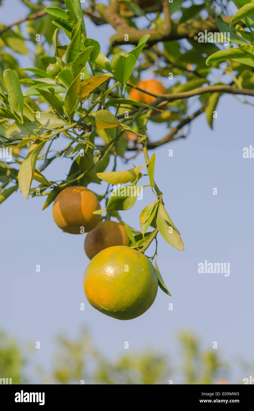 branch orange tree fruits with green leaves in sunlight Stock Photo - Alamy