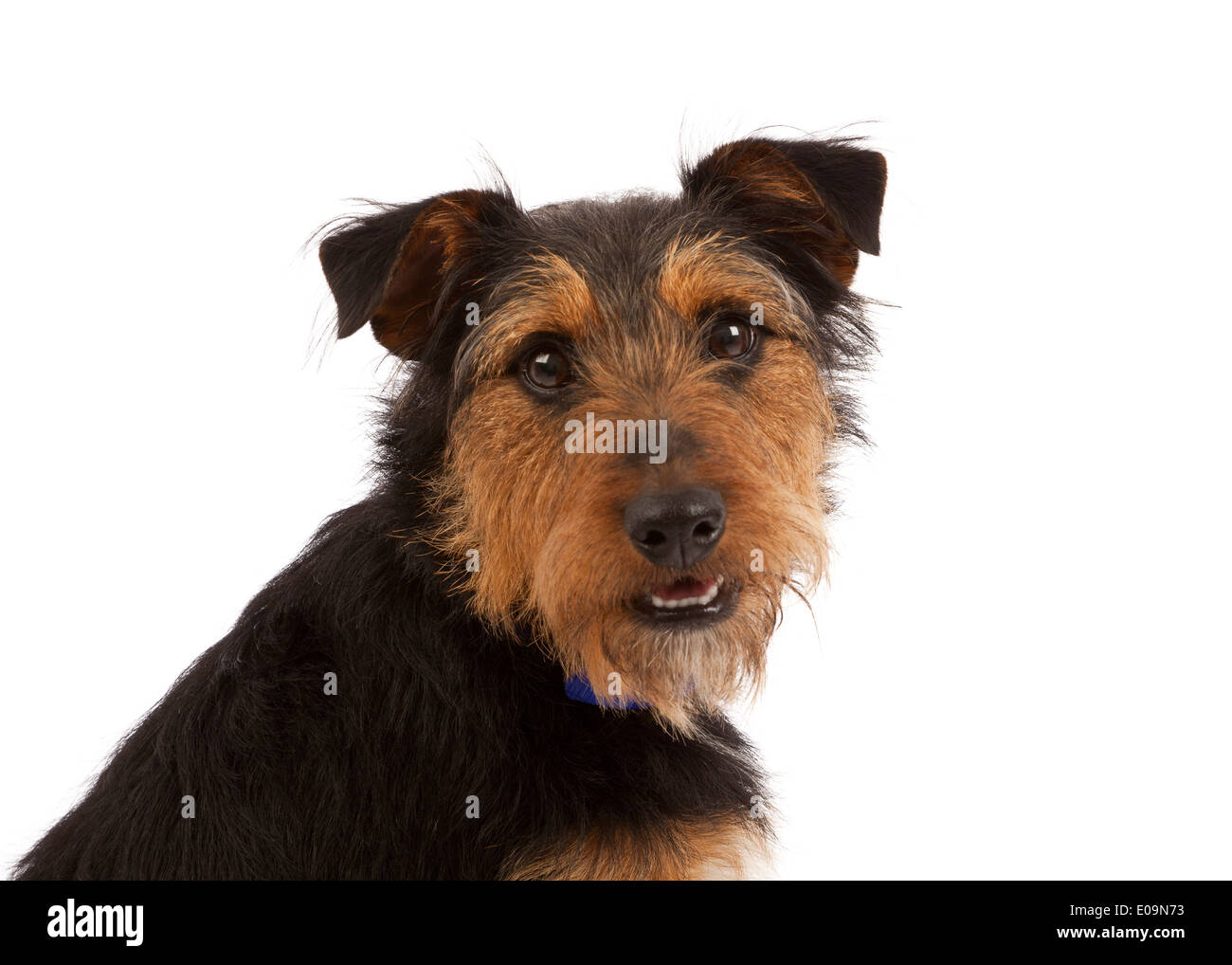 Happy scruffy dog hi-res stock photography and images - Alamy